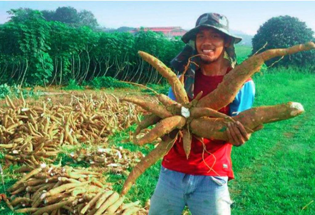 UPM jana pendapatan melalui penanaman Ubi Kayu | M Niaga