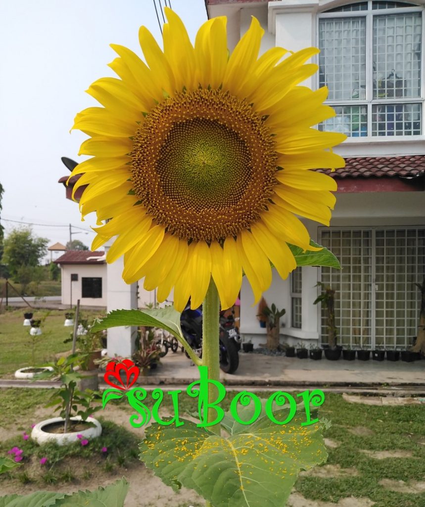 Cara dan Teknik Penanaman Bunga Matahari | M Niaga