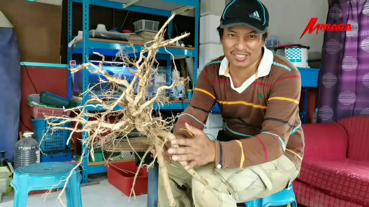 Akar pokok Senggani atau Senduduk sering menjadi pilihan dalam seni ...