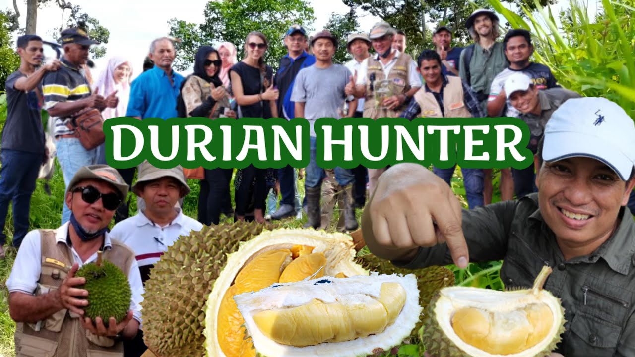 Memburu Klon Durian Rare Di Jerantut Pahang Sememangnya Memuaskan | M Niaga