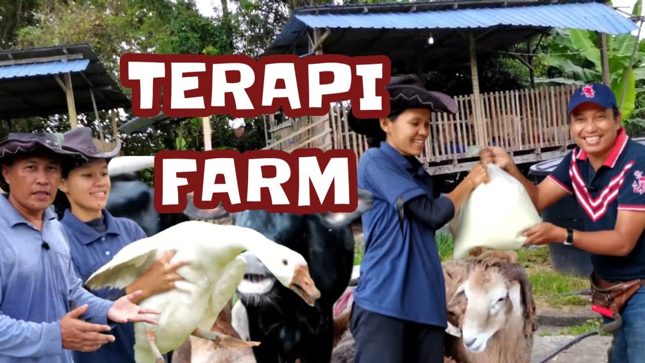 XN3029 Terapi Ternakan Ruminan Lembu Tenusu, Kambing, Angsa, Ayam Gajah ...
