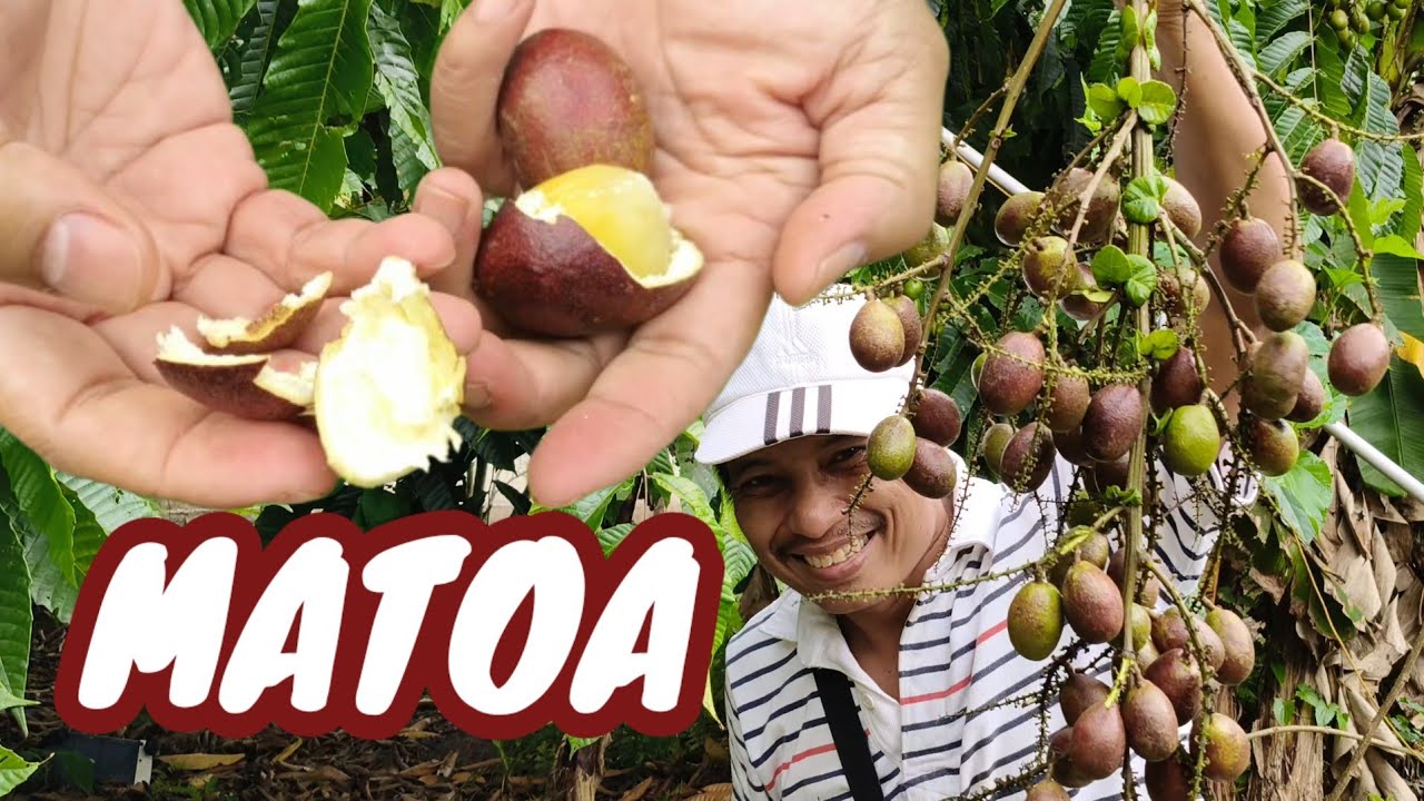 Buah Matoa atau Kristal atau Buah Tiga Rasa Kini Dapat Perhatian Rakyat ...