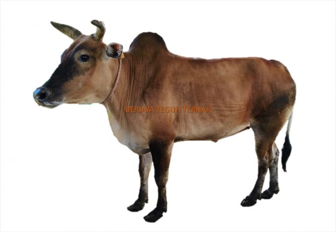 Penternakan Lembu Pedaging di Malaysia: Kisah Usahawan Berjaya Saudara ...