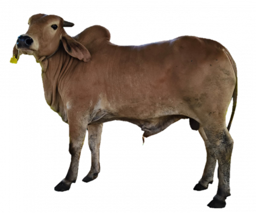 Penternakan Lembu Pedaging di Malaysia: Kisah Usahawan Berjaya Saudara ...